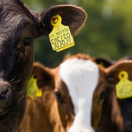 Cattle Tags, BVD, DNA, EID, sheep tags Cattle tags, Caisley Eartag ltd
