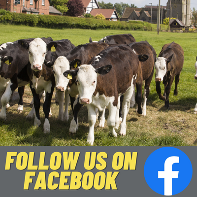 Contact Us | Cattle tags, Caisley Eartag ltd