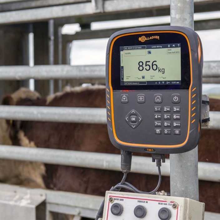 Gallagher TW-1 Weigh Scale | Cattle tags, Caisley Eartag ltd EID tags
